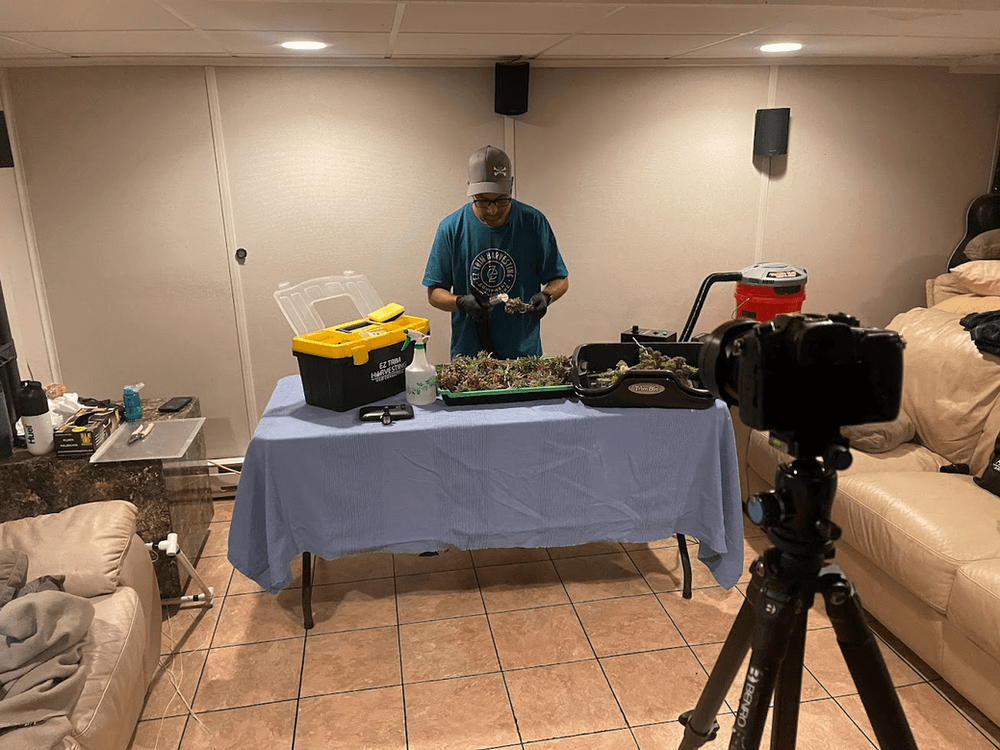 Collaboration with EZ Trim Harvesting in Advancing Cannabis ...